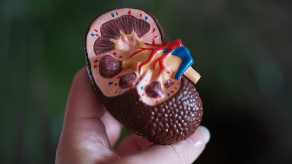 What Food Increase Kidney Function Health Prepper