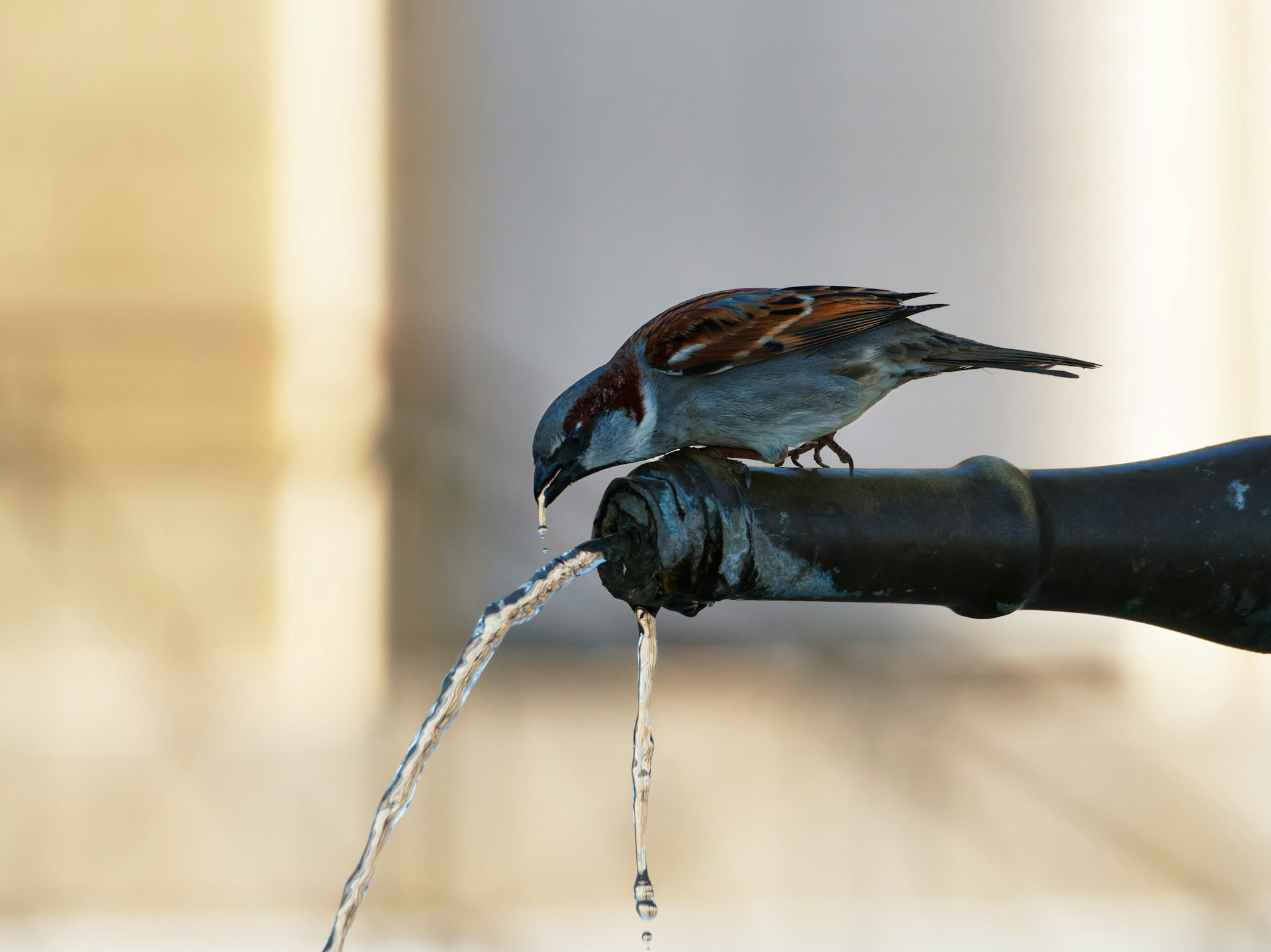 7 Reasons To Drink Water After Waking Up - Health Prepper
