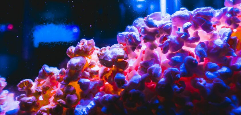 3 Bad Snacks That Are Actually Healthy And Why – Health Prepper