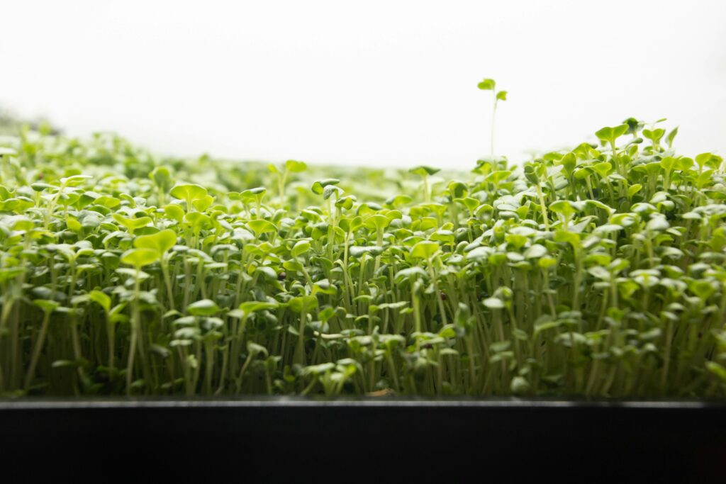 Eat Broccoli Sprouts? Here’s What You Need To Know – Health Prepper