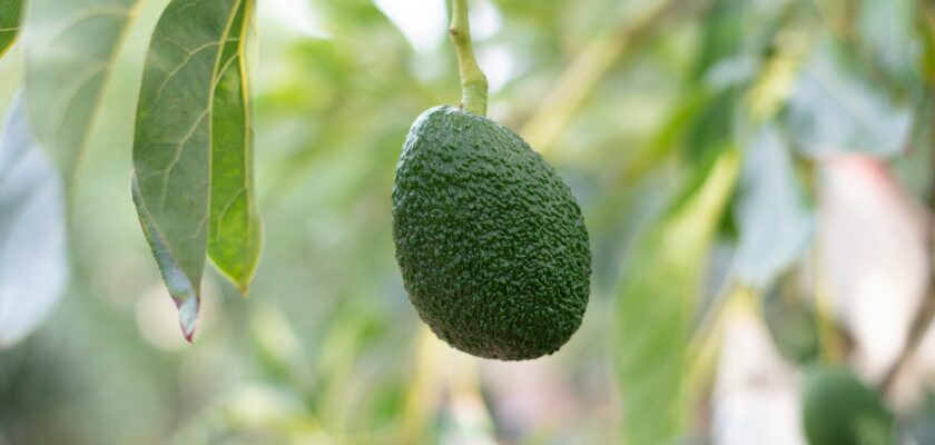 Avocados and Aging: Why Your Brain Loves Them – Health Prepper