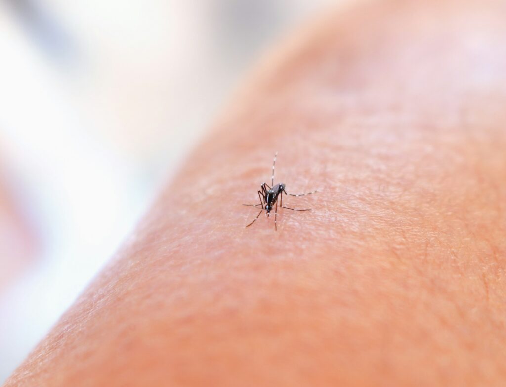 Which Blood Type Is Most Attractive To Mosquitoes? – Health Prepper