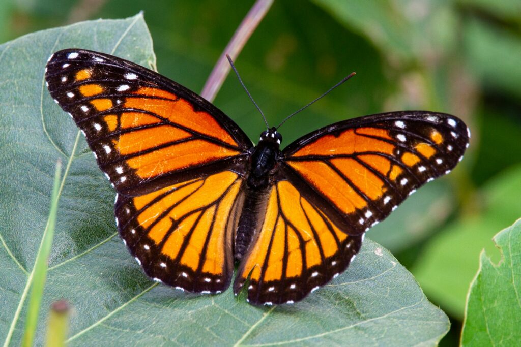 Which Organ Can Cause “Butterflies In Your Stomach”? – Health Prepper