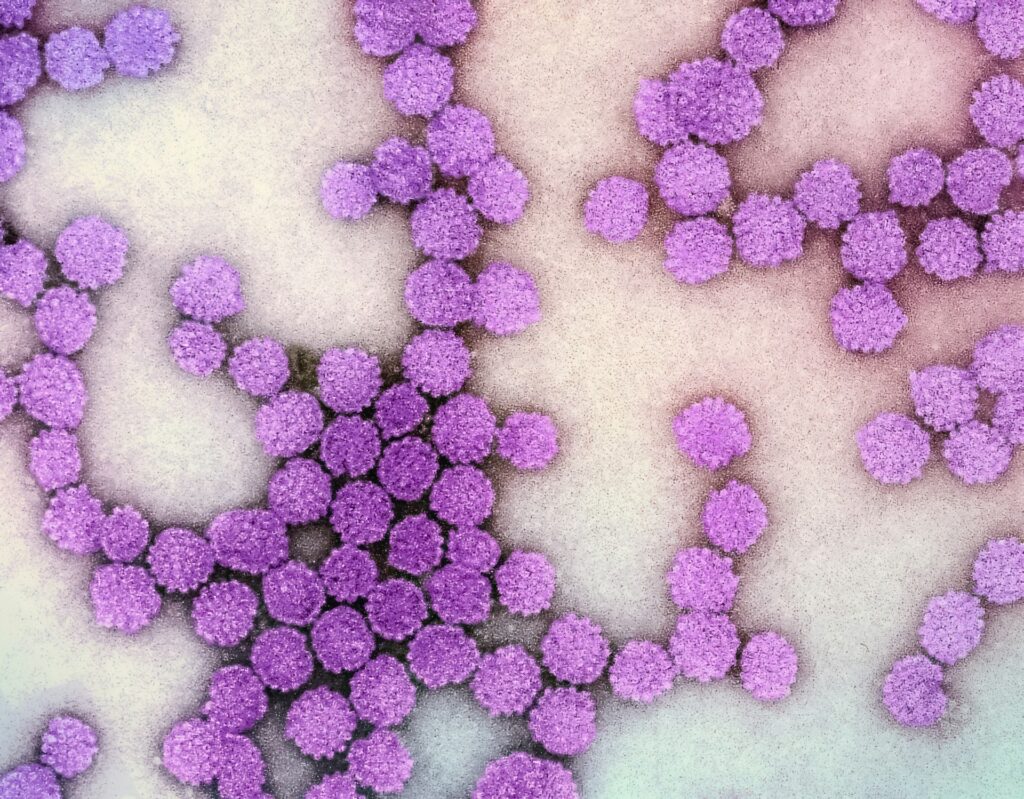 Which Body System Is Responsible For Fighting Infections? – Health Prepper